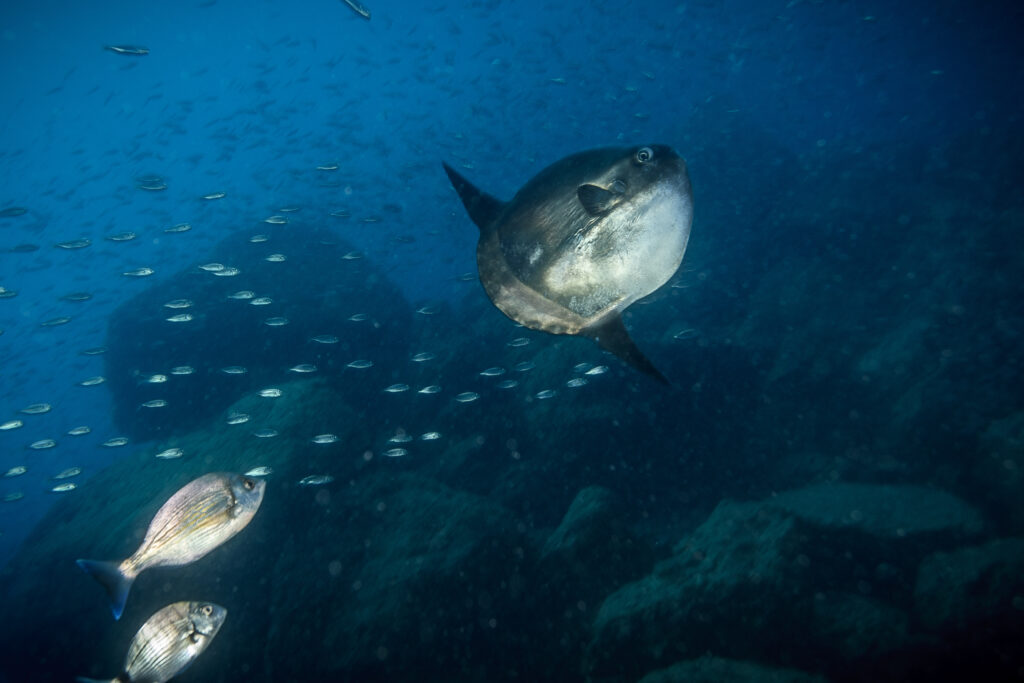 Max Rota: Restoring the Ocean with Natural Art Reef Structures